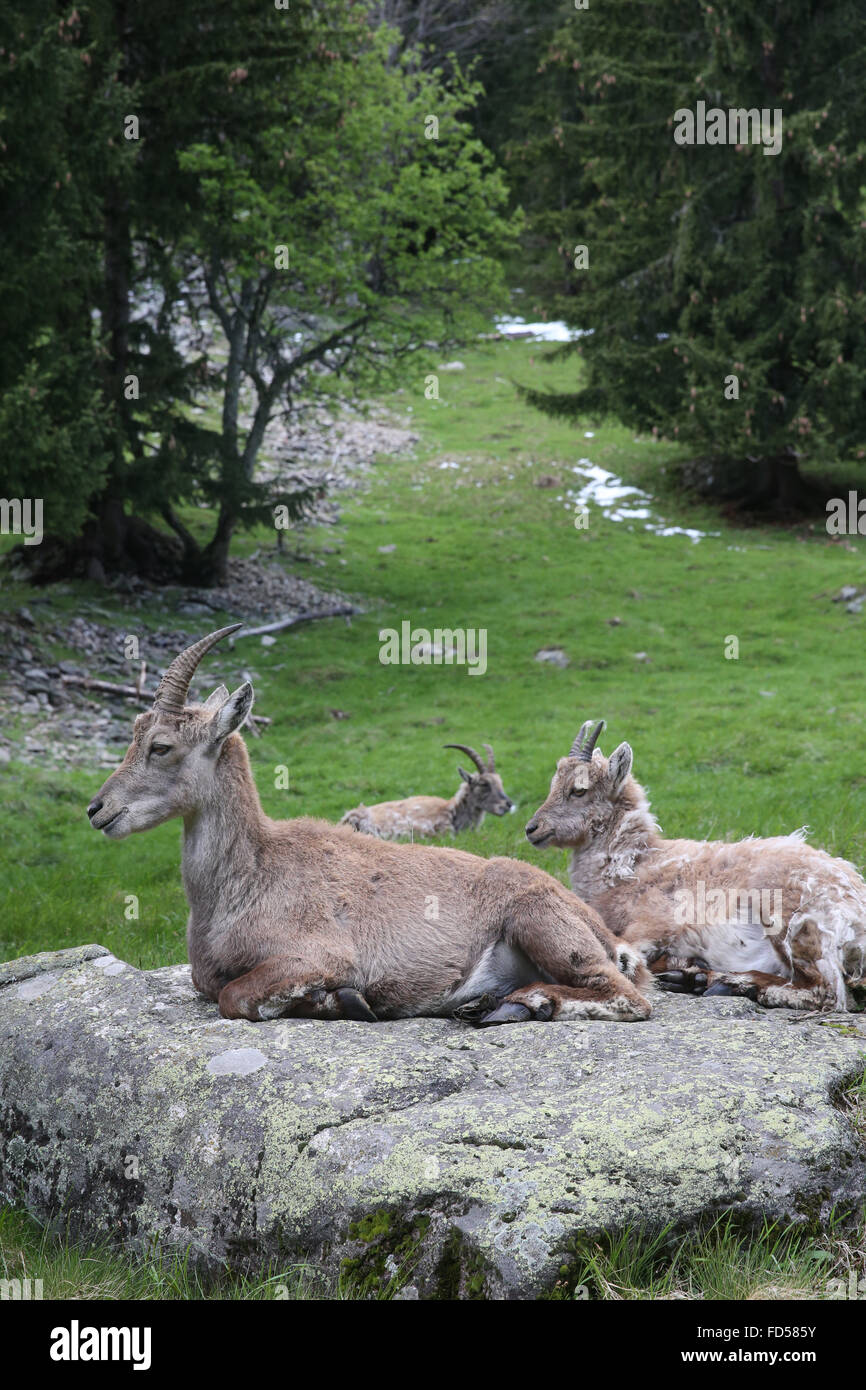 Merlet wildlife park. Chamois (Rupicapra rupicapra Stock Photo - Alamy