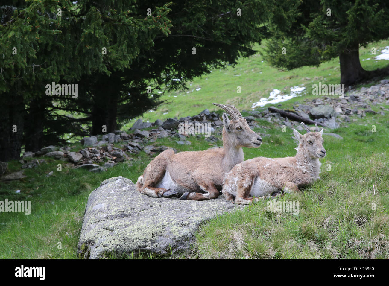 Merlet wildlife park. Chamois (Rupicapra rupicapra Stock Photo - Alamy
