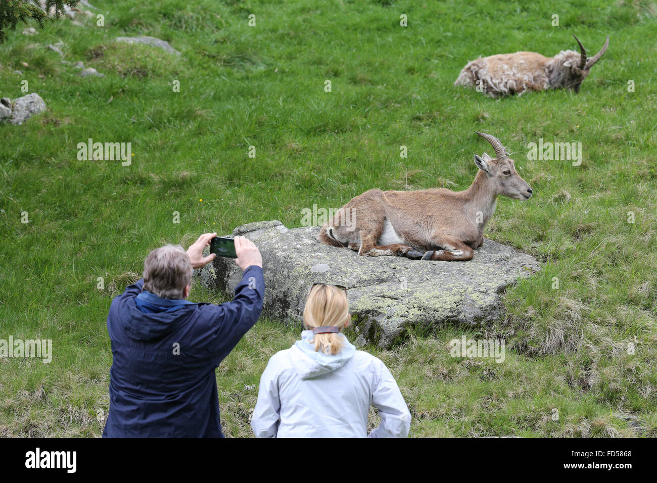 Merlet wildlife park. Chamois (Rupicapra rupicapra Stock Photo - Alamy