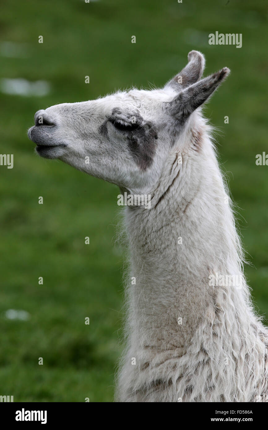 Merlet wildlife park. Llama Stock Photo - Alamy