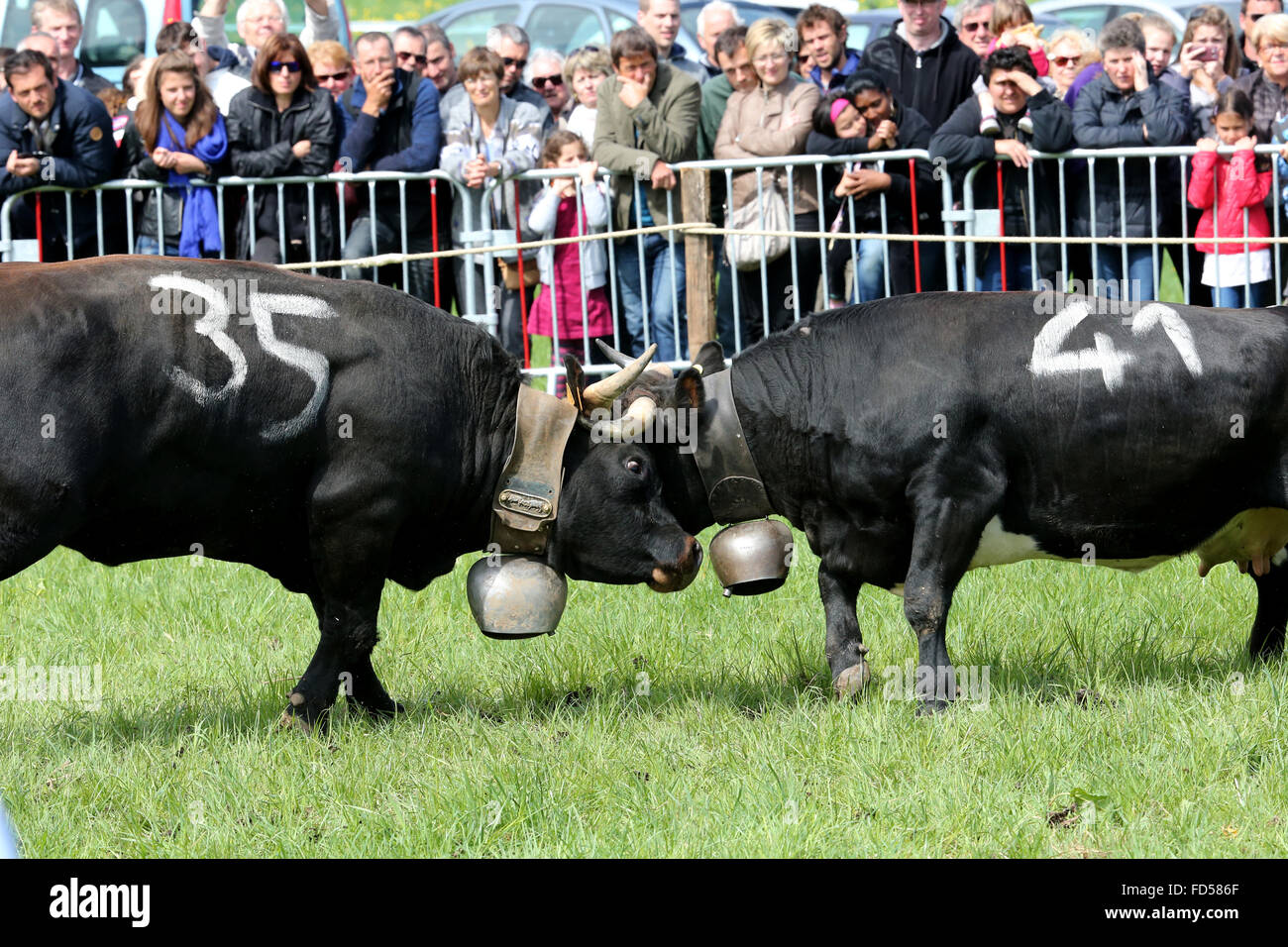 Combat de Reines : cow fighting festival in the french Alps. The Herens ...