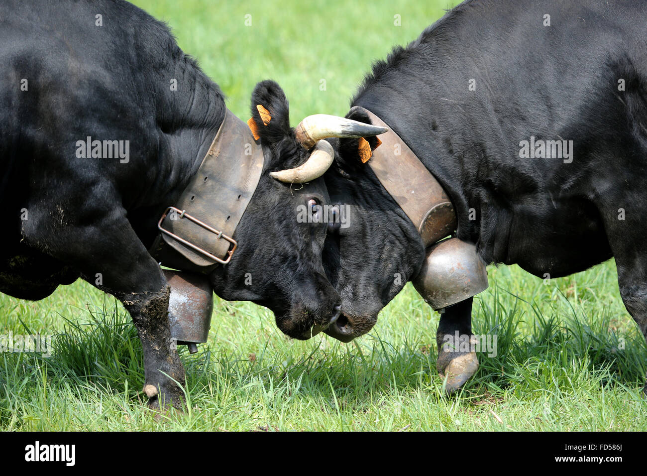 Combat de Reines : cow fighting festival in the french Alps. The Herens ...