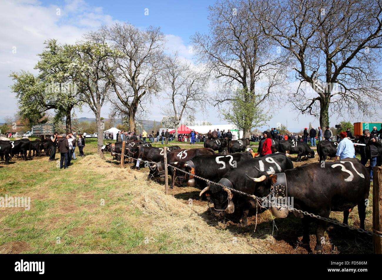 Agriculture fair in the french Alps. The Herens (Eringer in German) is ...