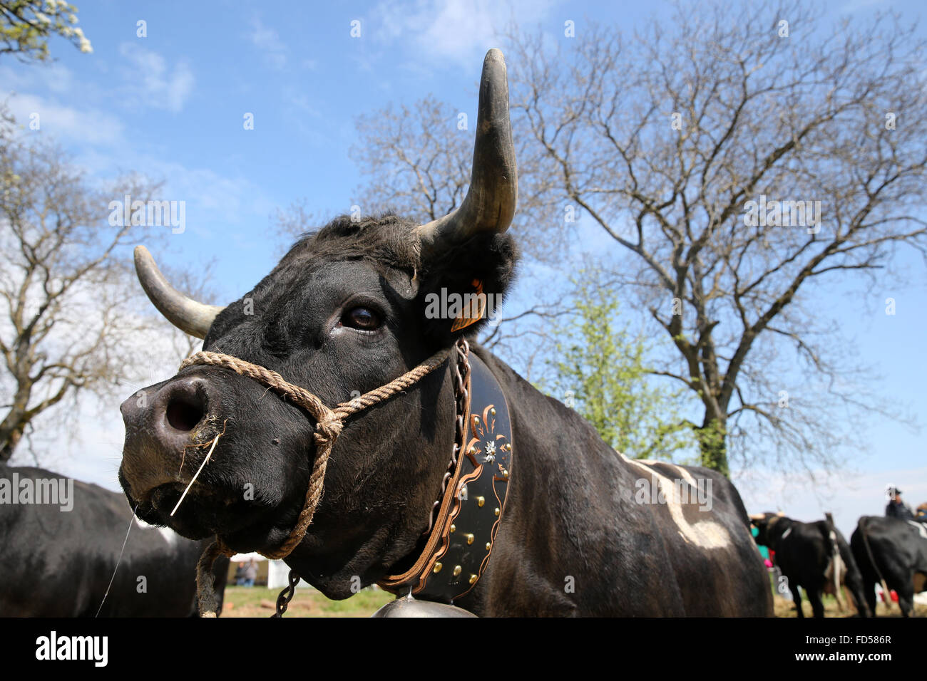 Agriculture fair in the french Alps. The Herens (Eringer in German) is ...