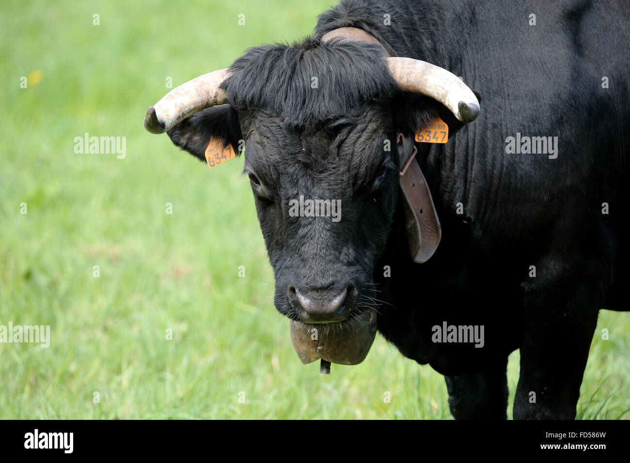Herens cattle hi-res stock photography and images - Alamy