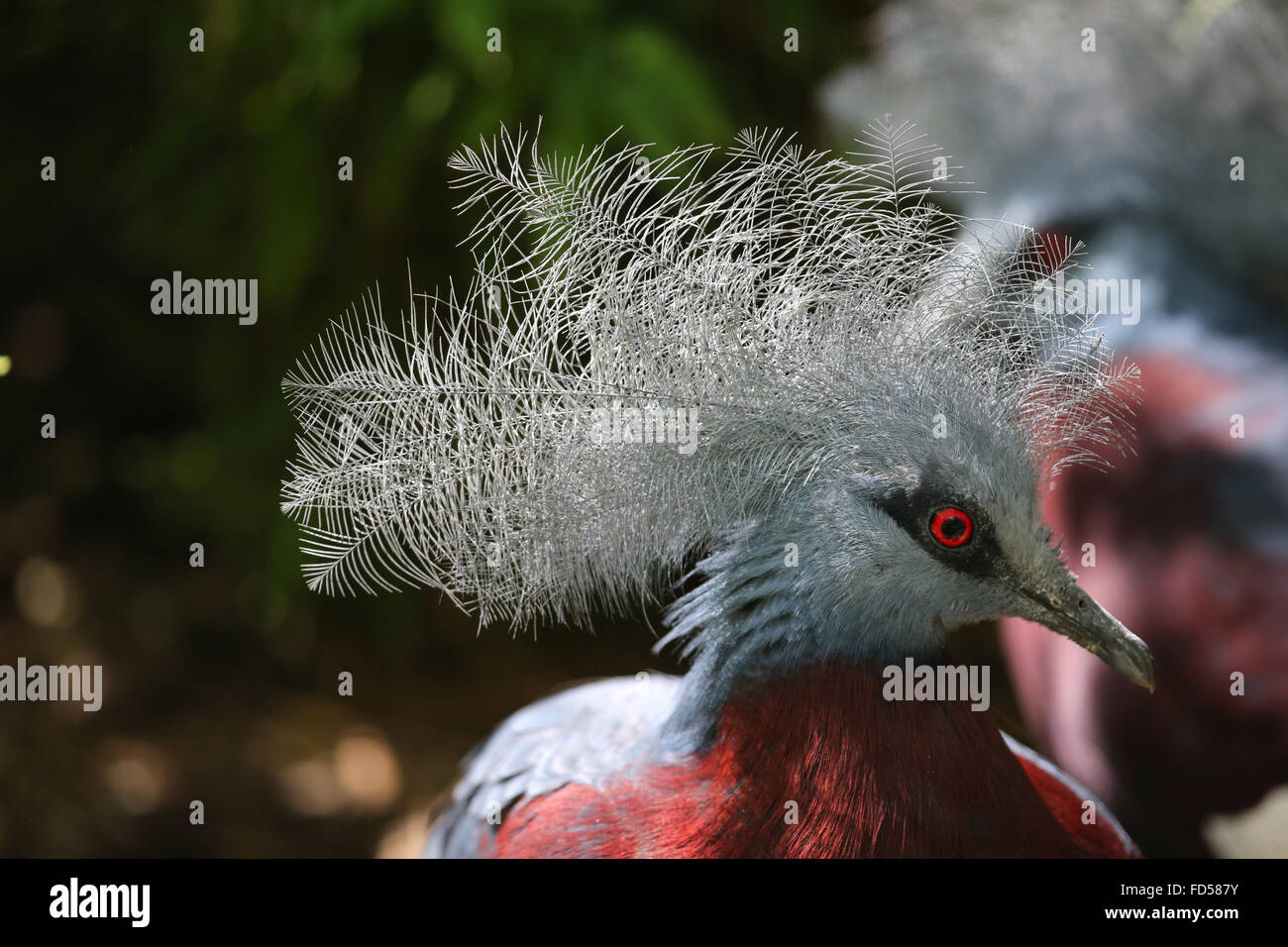 Ornithological park ( Parc des Oiseaux de Villards-les-Dombes ...