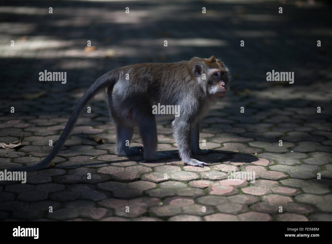 Monkey walking hi-res stock photography and images - Alamy
