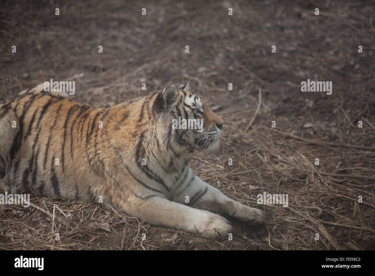 Tiger markings hi-res stock photography and images - Alamy