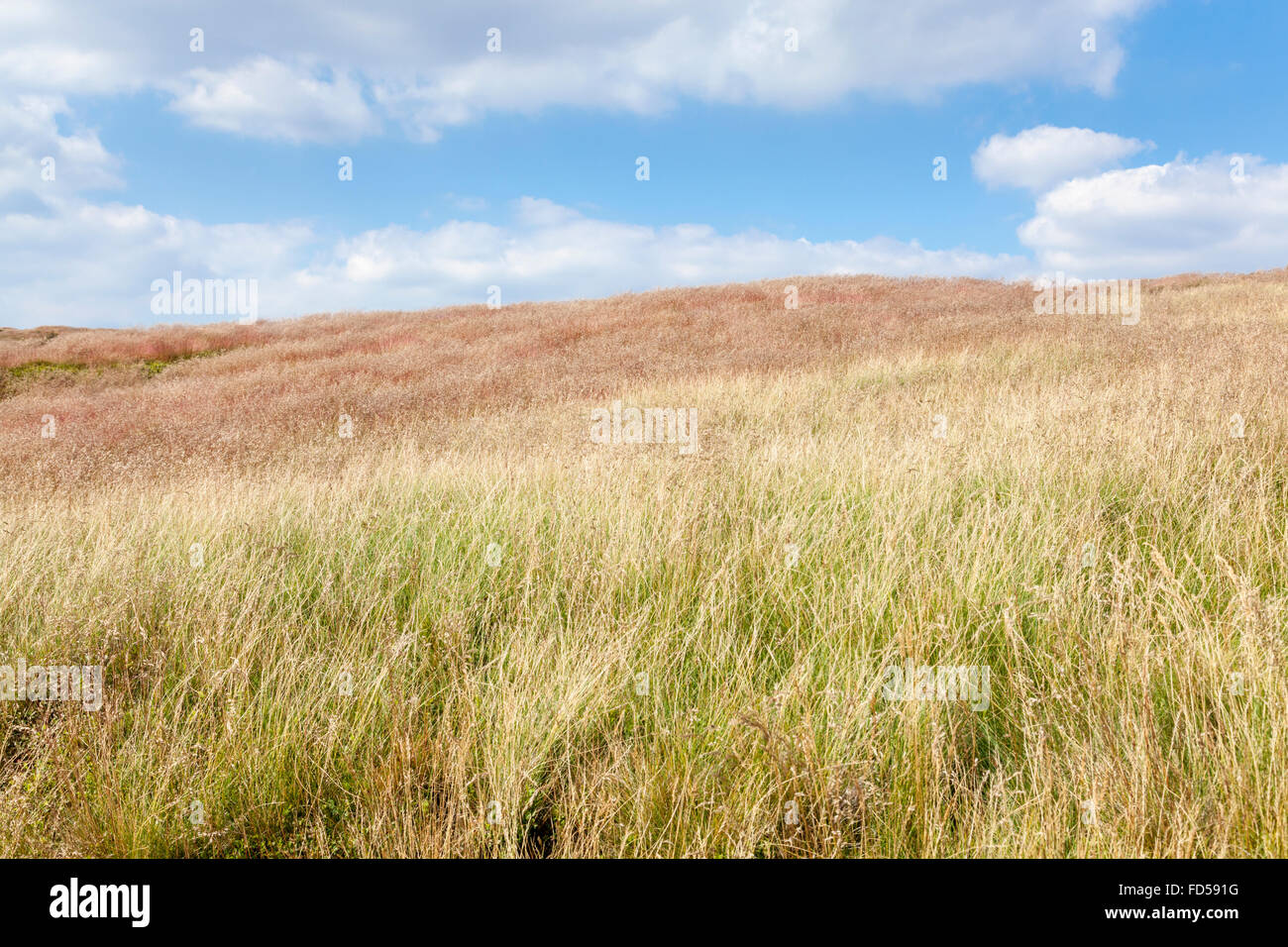 Moorland grasses hi-res stock photography and images - Alamy