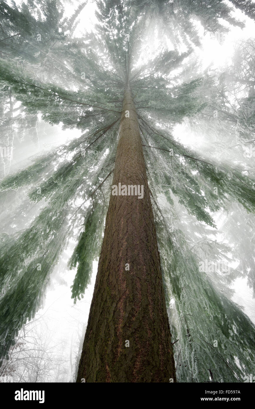 Worms eye view of an old spruce tree with cool light rays in winter ...