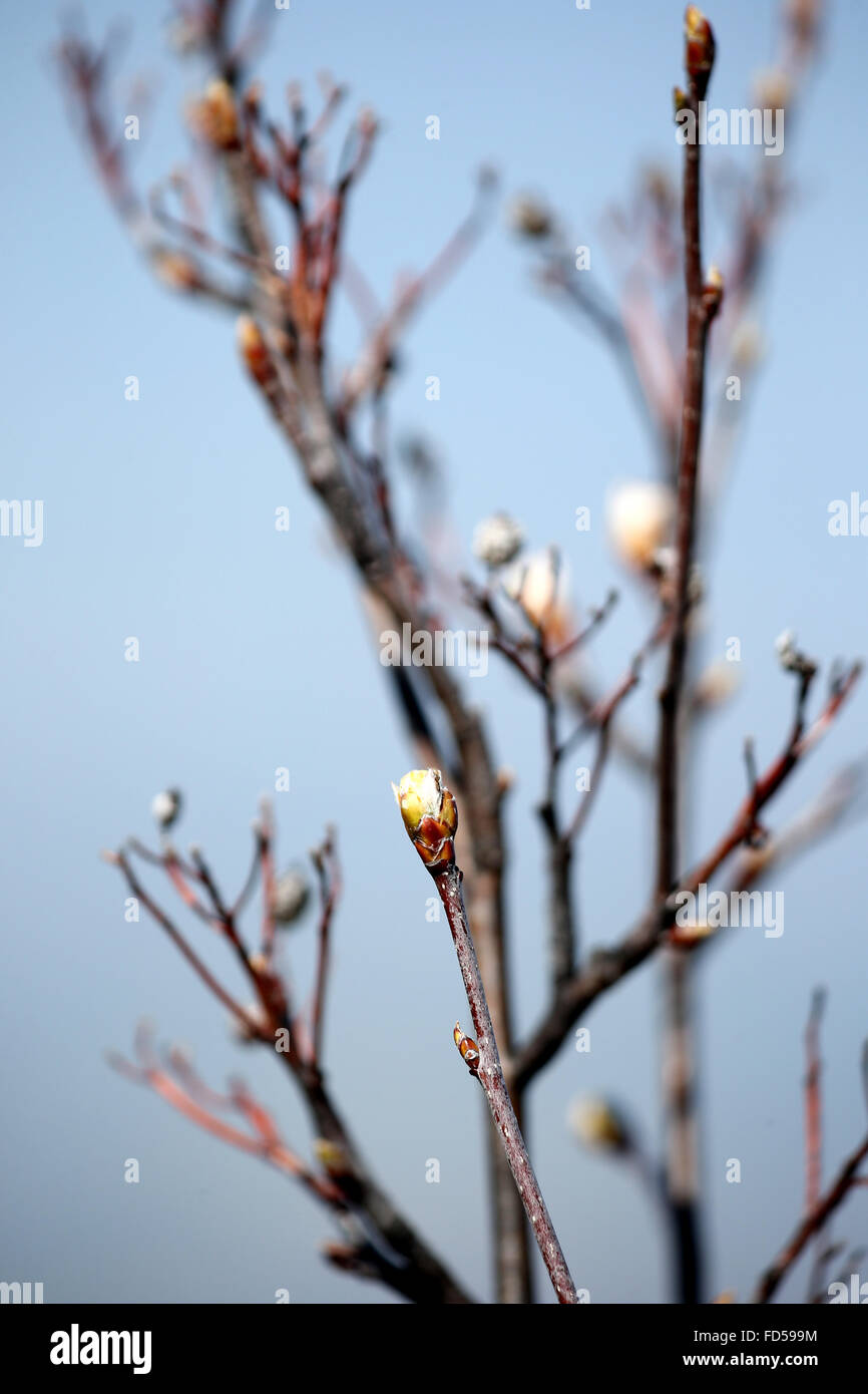 Springtime. Tree with buds Stock Photo - Alamy