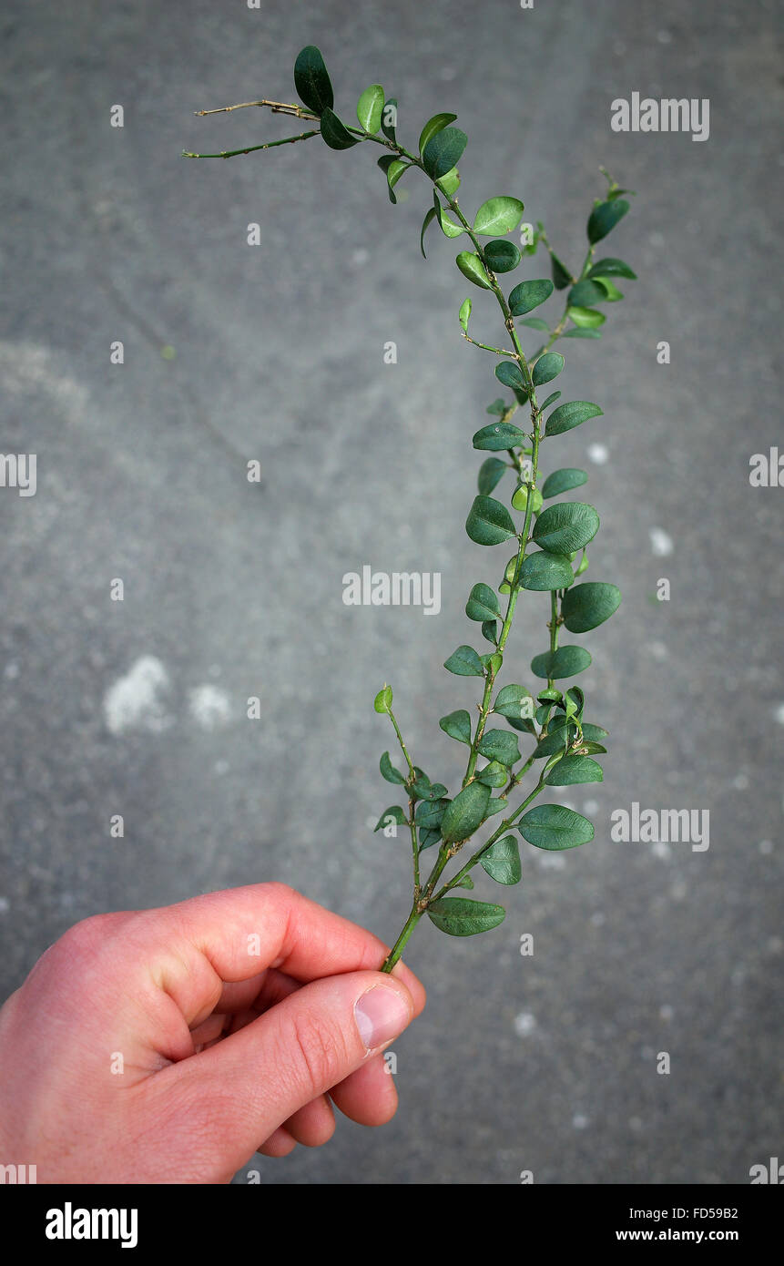 Boxtree hi-res stock photography and images - Alamy