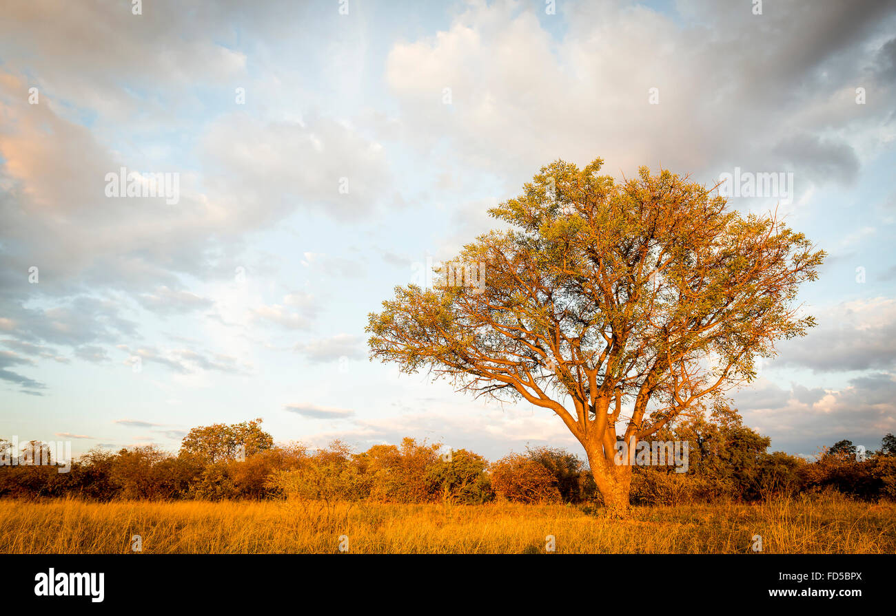 Large classic tree in Botswana, Africa at sunset Stock Photo - Alamy