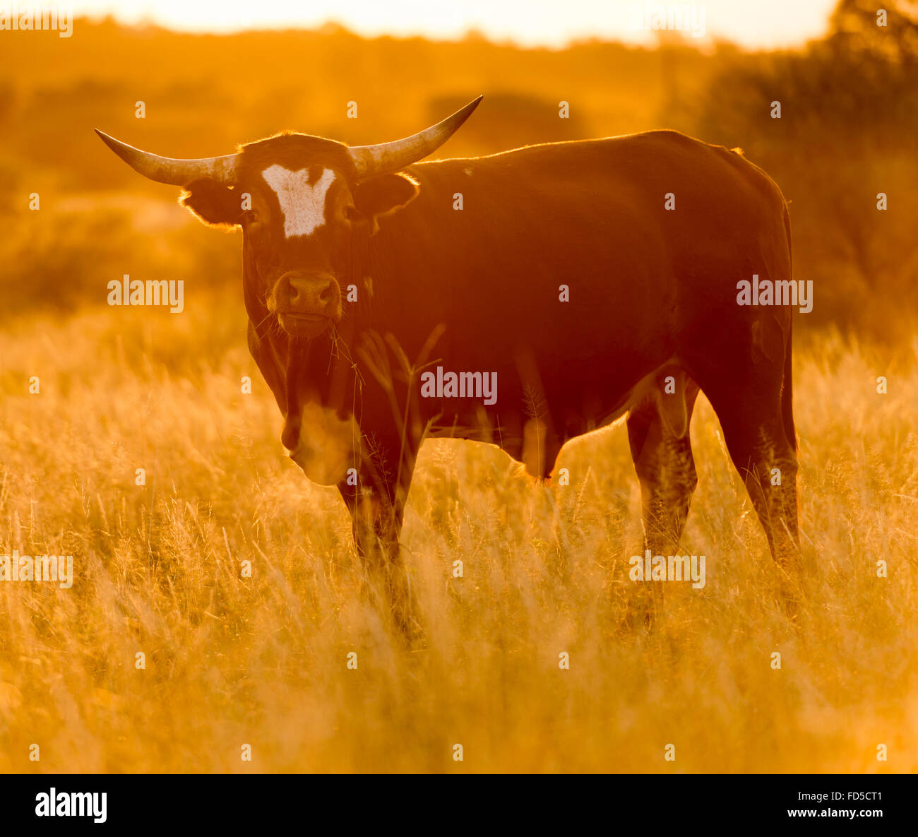 Brown bull with horns hi-res stock photography and images - Alamy
