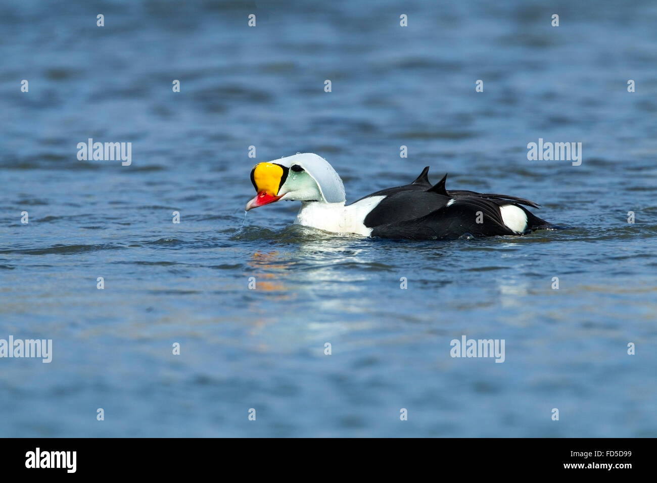 Eider goose hi-res stock photography and images - Alamy