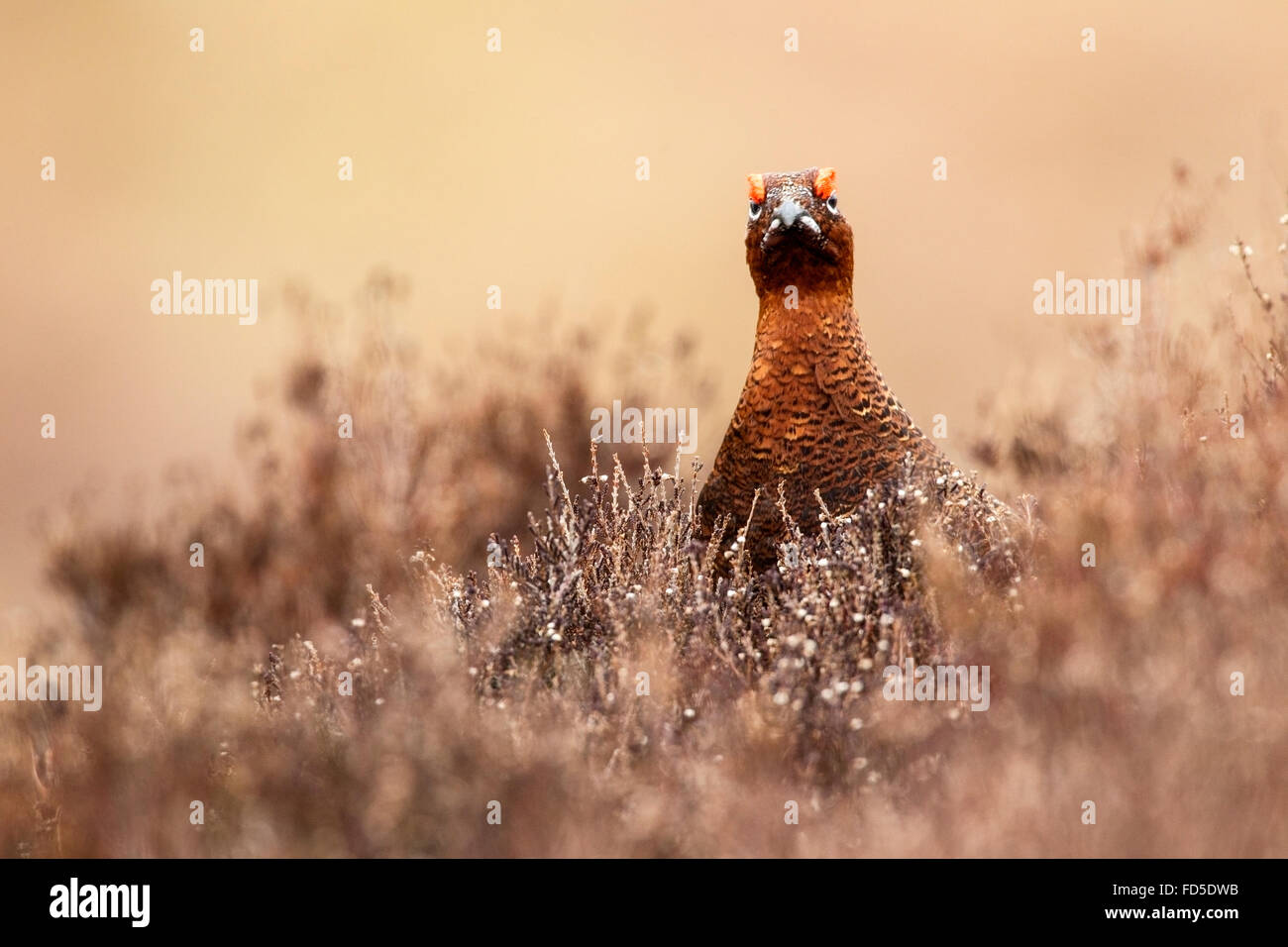 red grouse (Lagopus lagopus scotica) adult male in heather moorland in ...