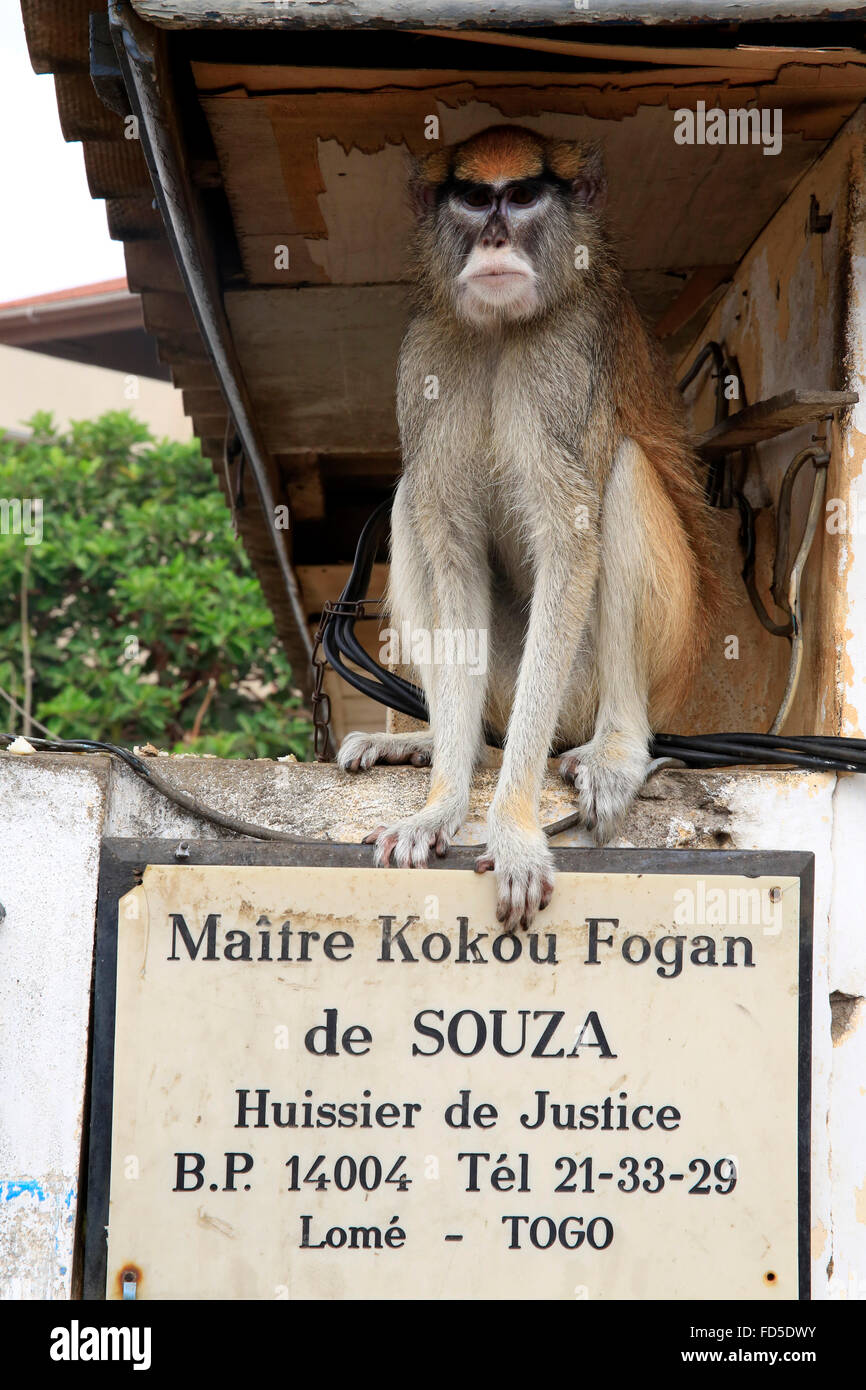 Monkey on a bailiff's sign Stock Photo - Alamy