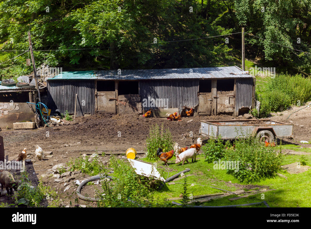 untidy small family farmyard, different species of farm animals wander ...