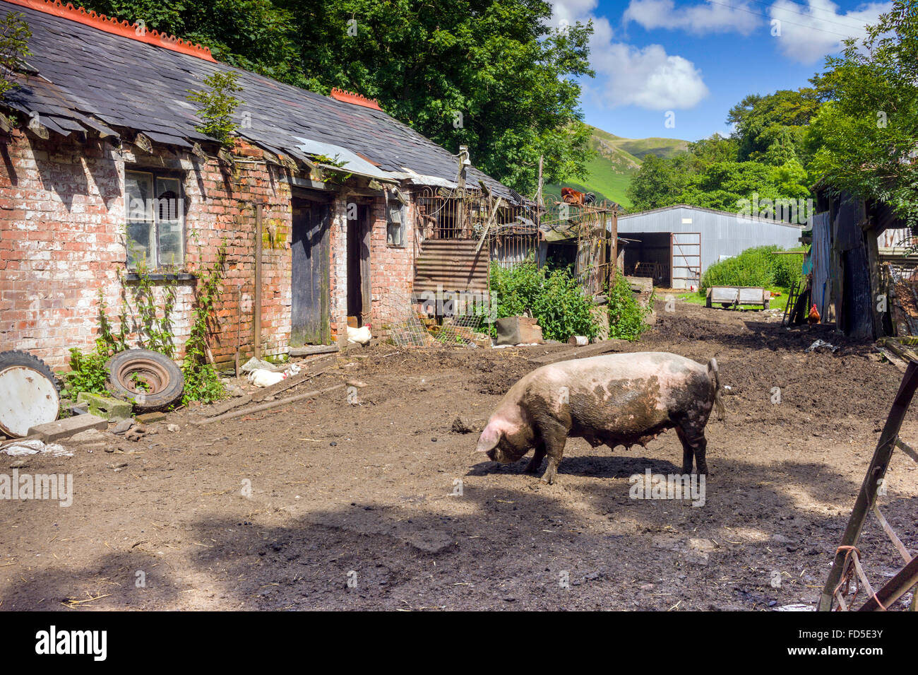 untidy small family farmyard, different species of farm animals wander ...
