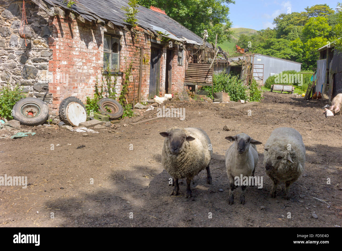 untidy small family farmyard, different species of farm animals wander ...