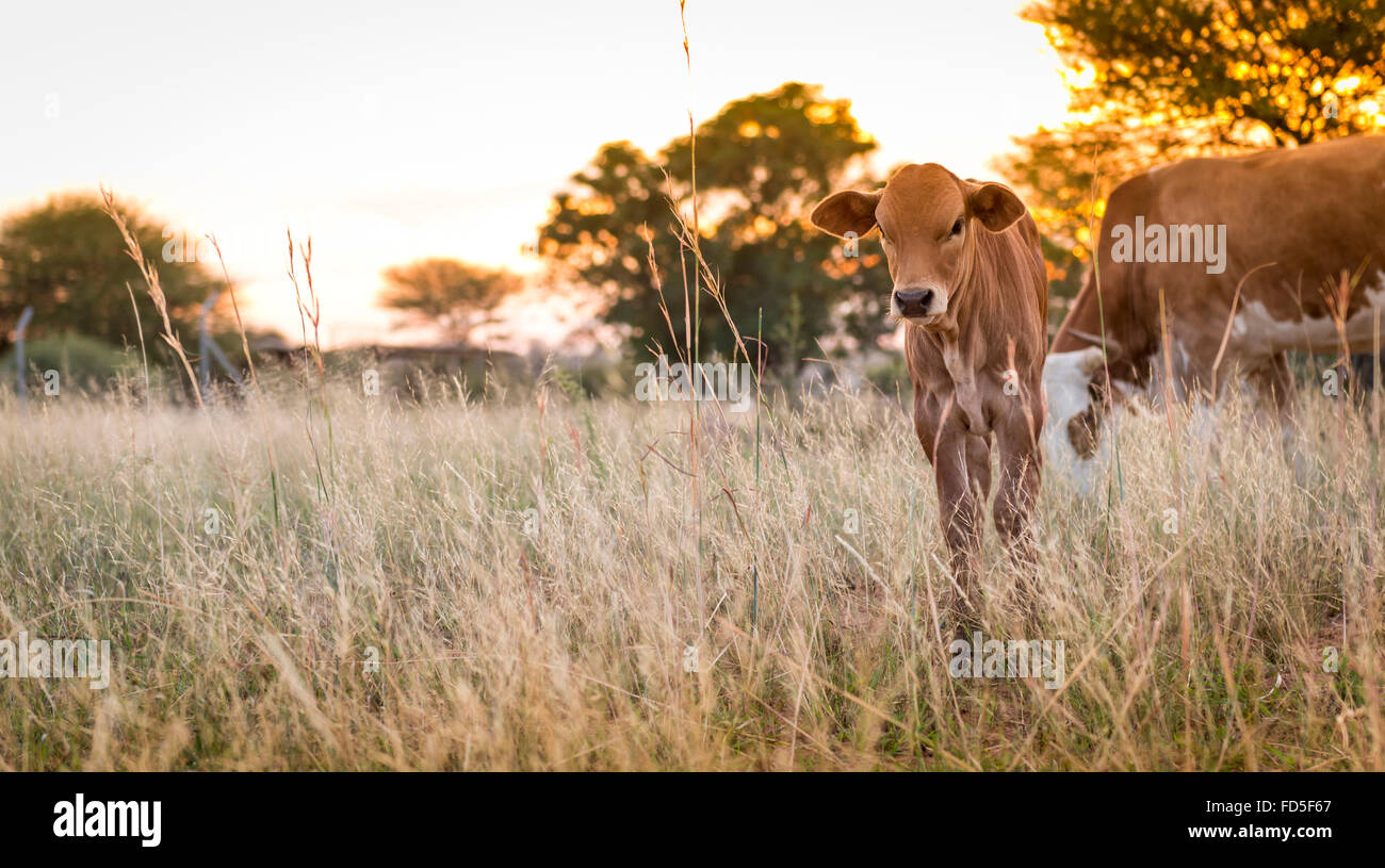 African cattle farm hi-res stock photography and images - Alamy