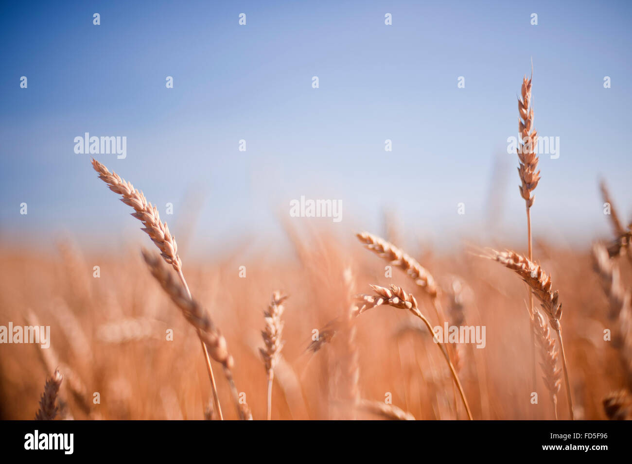 Chaff wheat hi-res stock photography and images - Alamy