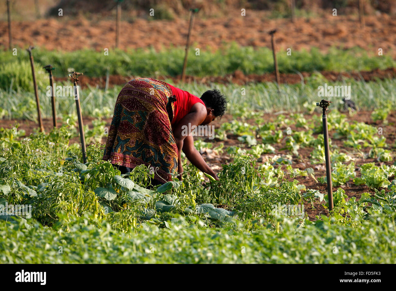 Garden. Vegetable crops Stock Photo - Alamy