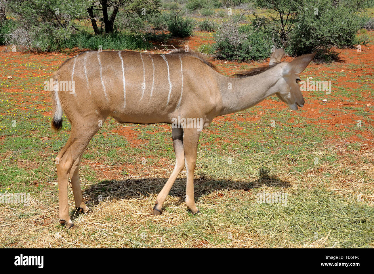 Greater Kudu cow on a farm in South Africa Stock Photo - Alamy