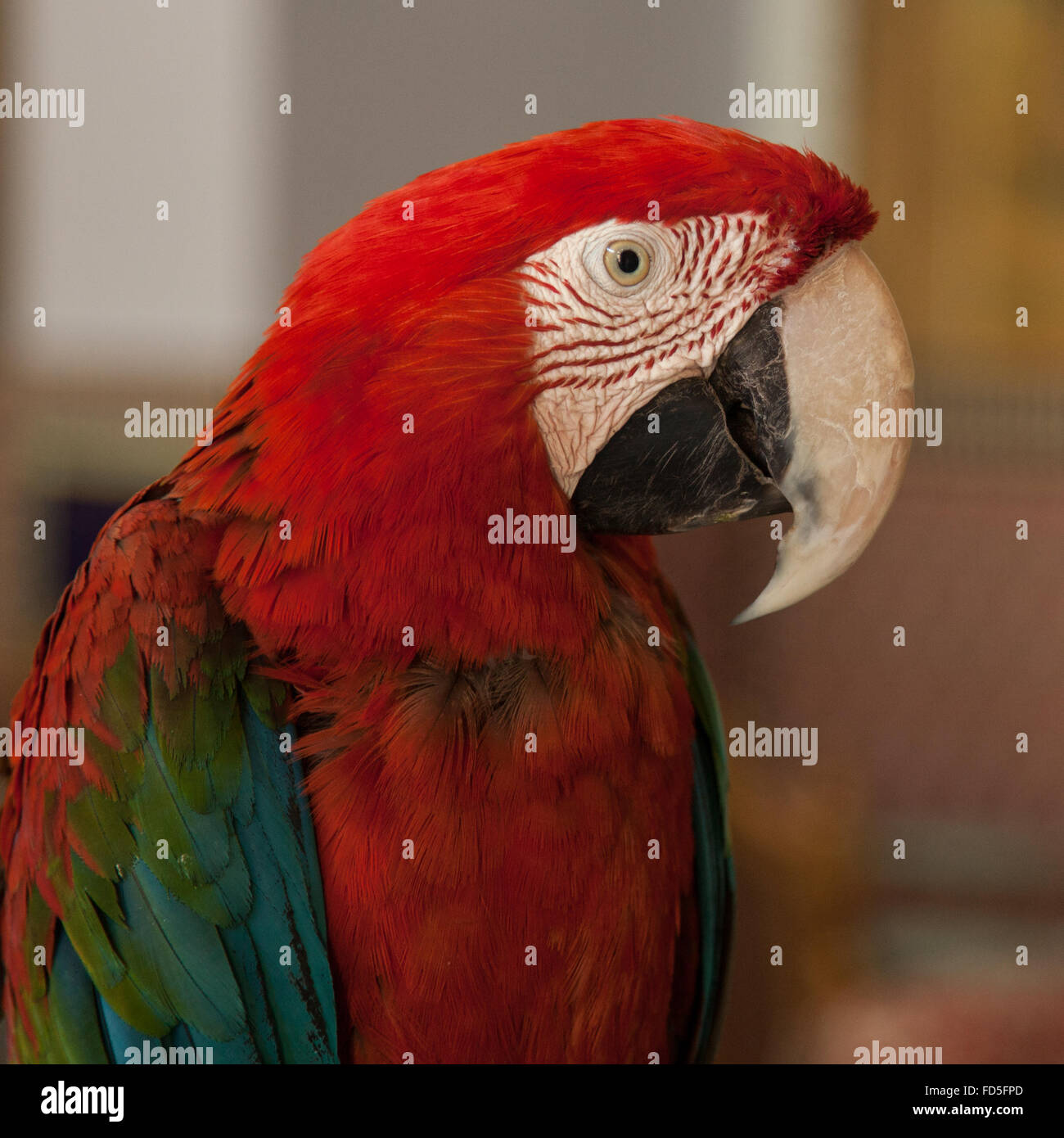parrot in Yazd, Iran Stock Photo - Alamy