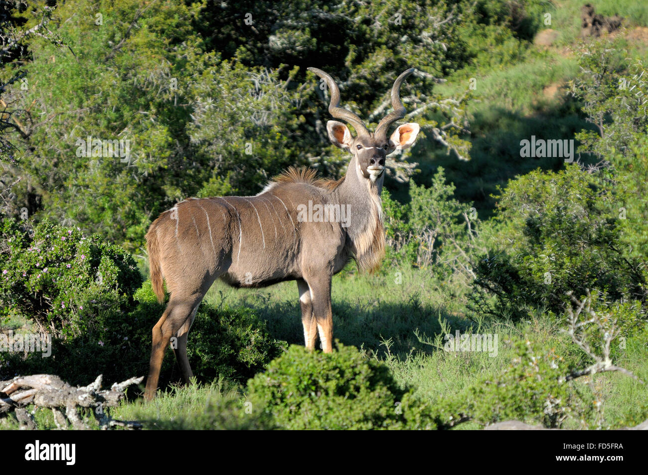 Greater Kudu bull hiding behind trees and shrubs Stock Photo - Alamy