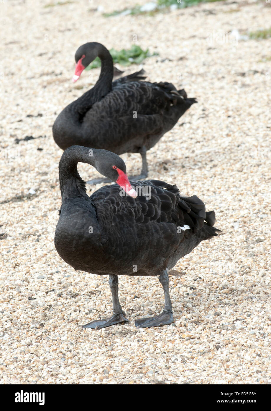 Extinct swan hi-res stock photography and images - Alamy