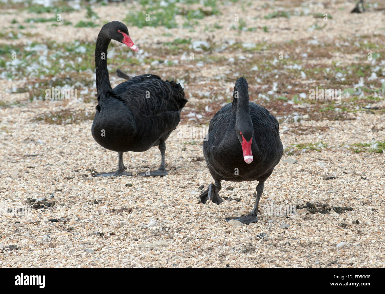 Extinct swan hi-res stock photography and images - Alamy