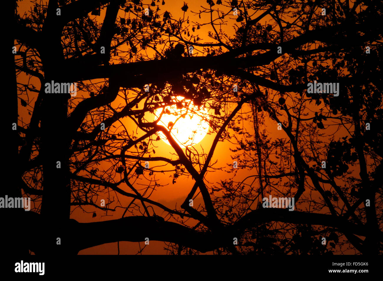 Togo. Tree at Sunset Stock Photo - Alamy