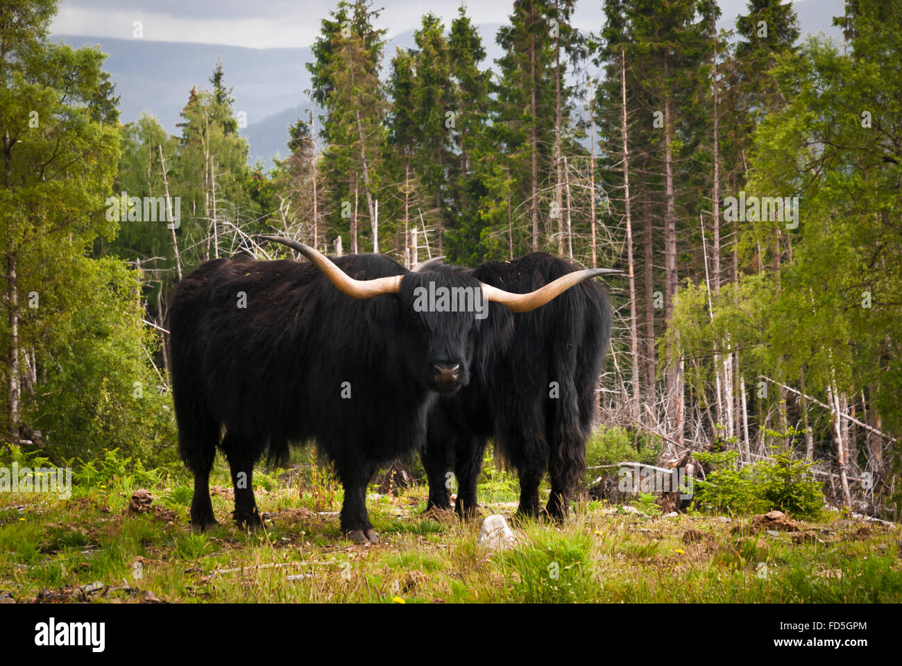 Black highland cattle hi-res stock photography and images - Alamy