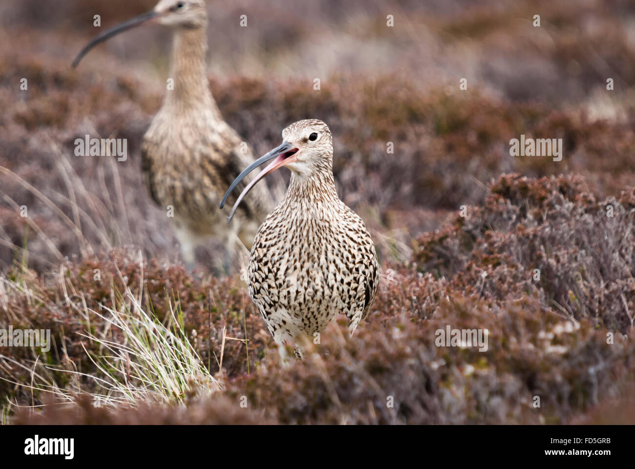 The Eurasian curlew, Numenius arquata, in the heather during a Scottish ...