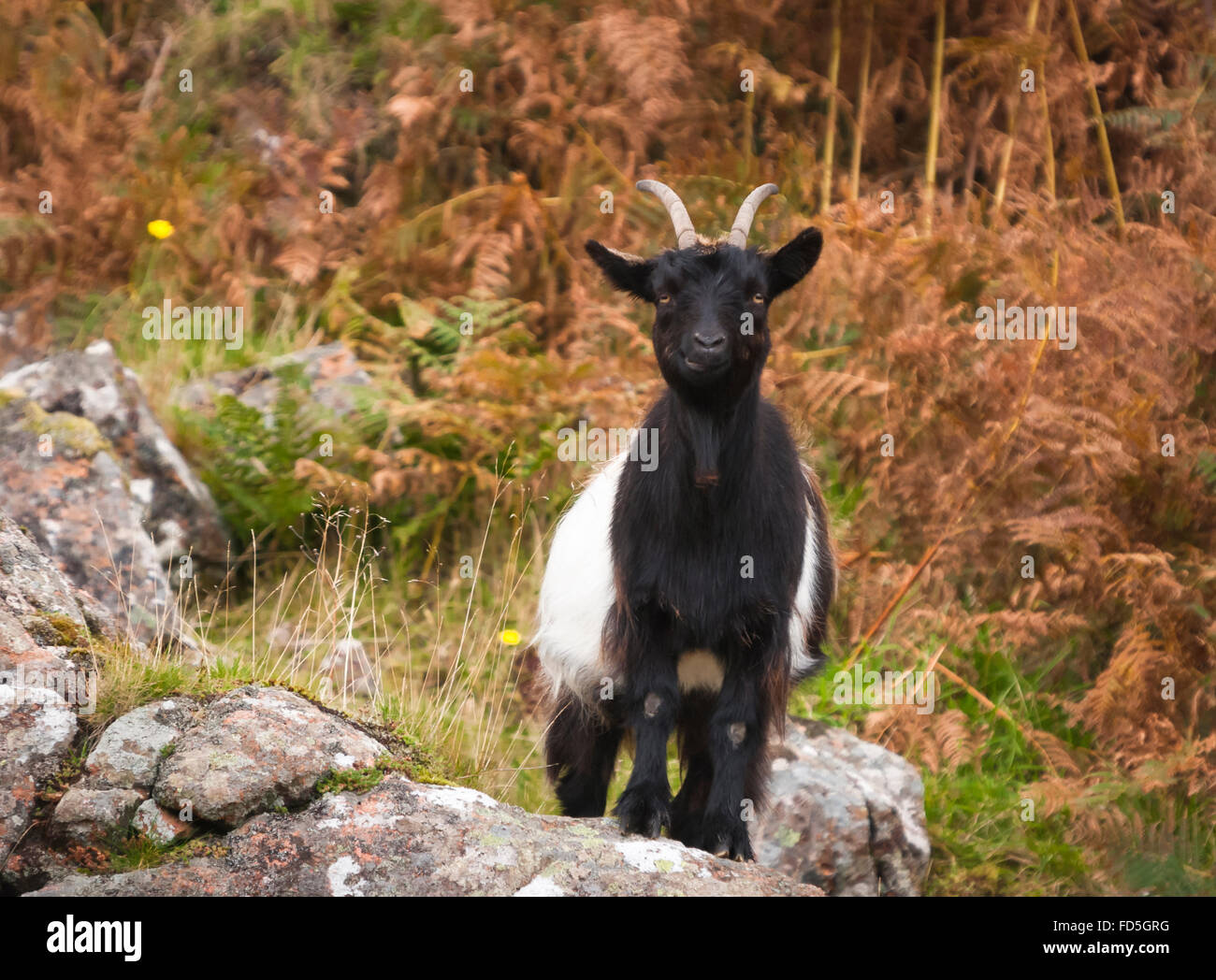 Ferral hi-res stock photography and images - Alamy