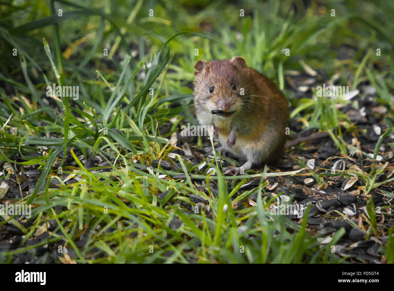 Short tailed vole hi-res stock photography and images - Alamy