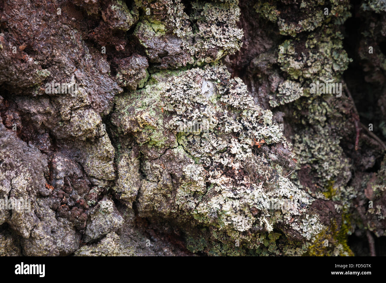 Bark of an old Silver birch Tree, Betula pendula Stock Photo - Alamy