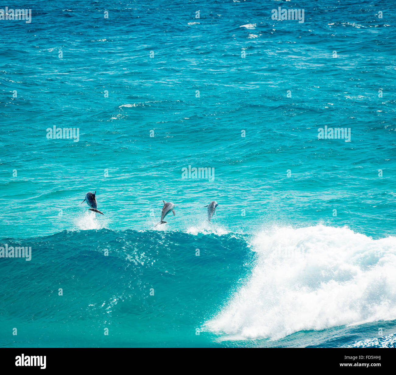Dolphin surf wave hi-res stock photography and images - Alamy