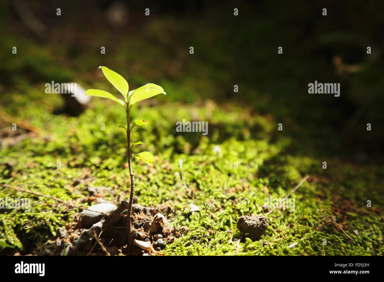 Sprouting leaves hi-res stock photography and images - Alamy