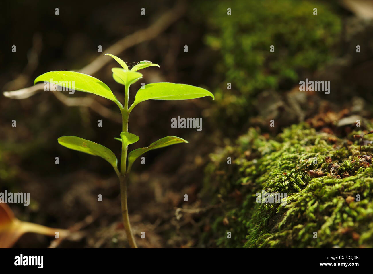 Leaves sprouting hi-res stock photography and images - Alamy