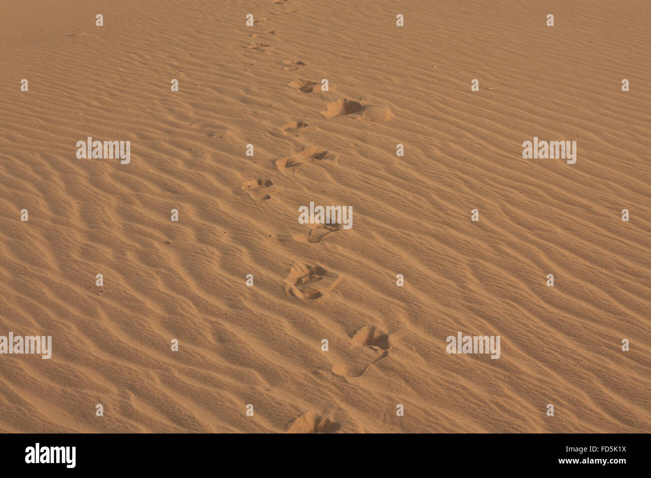 Footprints in the desert hi-res stock photography and images - Alamy