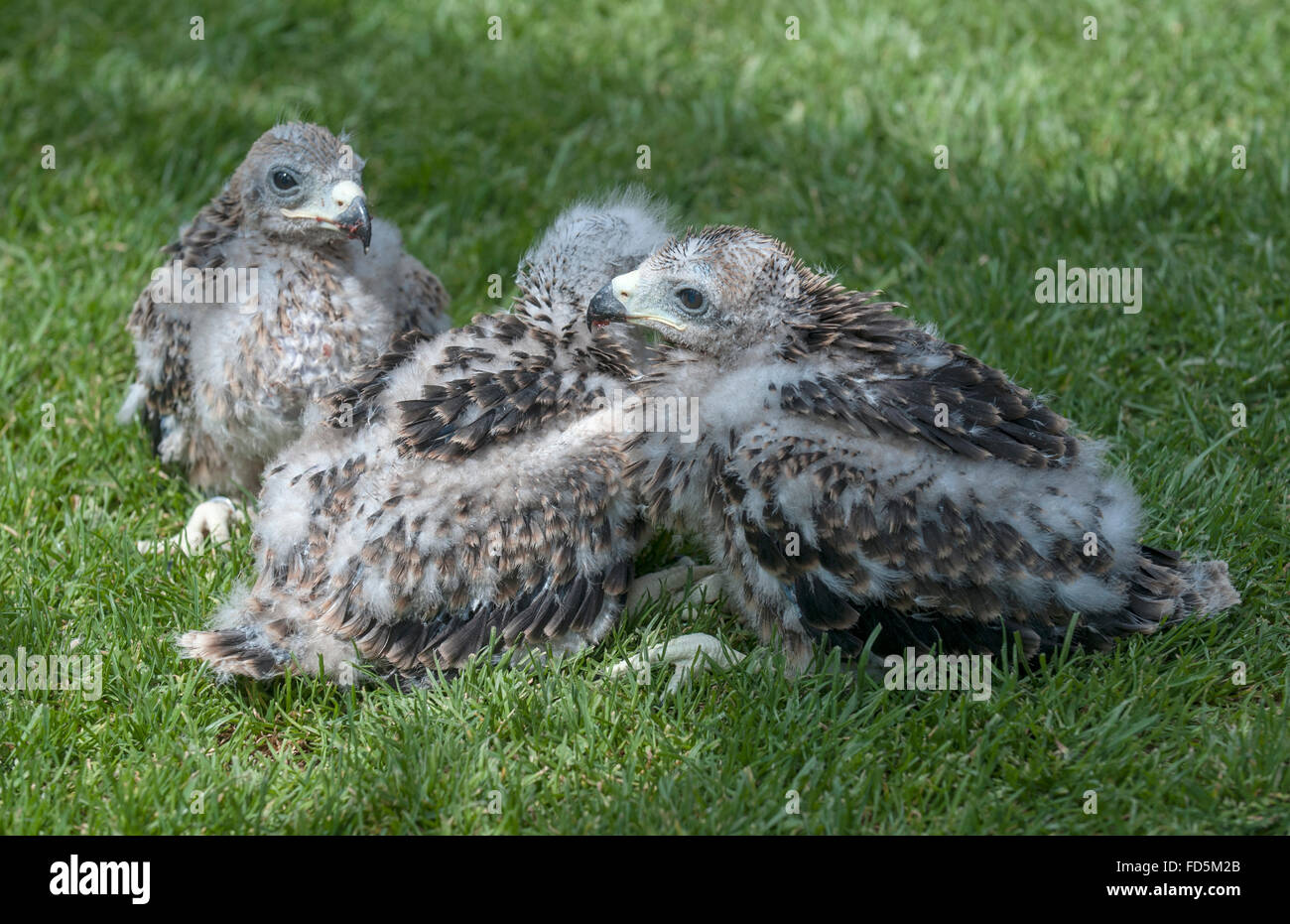 Three Red Kite (Milvus milvus) chicks, three days old Stock Photo - Alamy