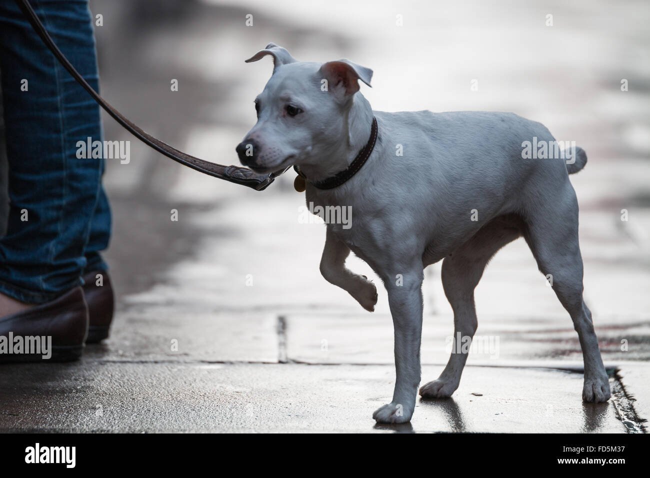 Doggie photo hi-res stock photography and images - Alamy