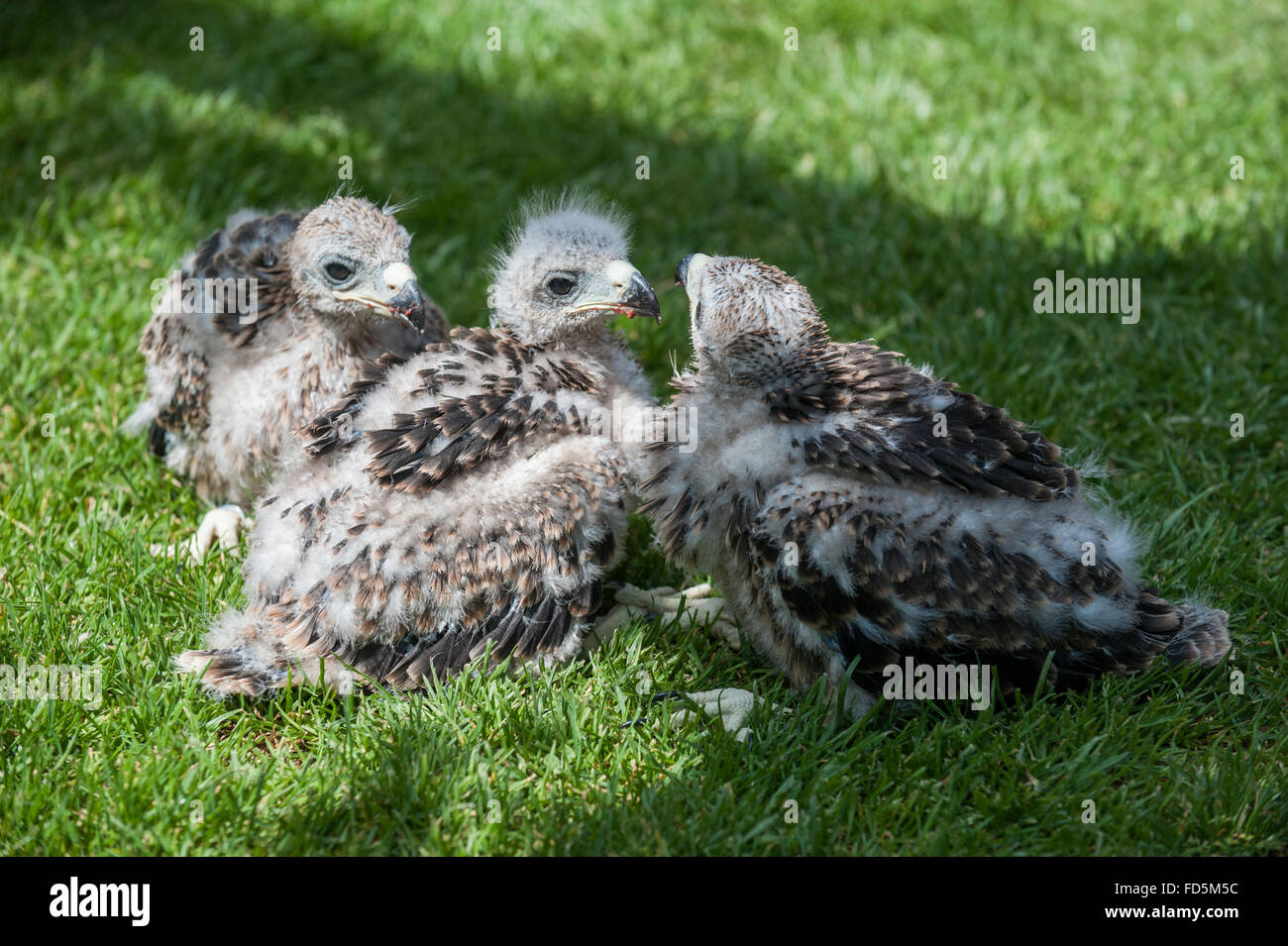 Three Red Kite (Milvus milvus) chicks, three days old Stock Photo - Alamy