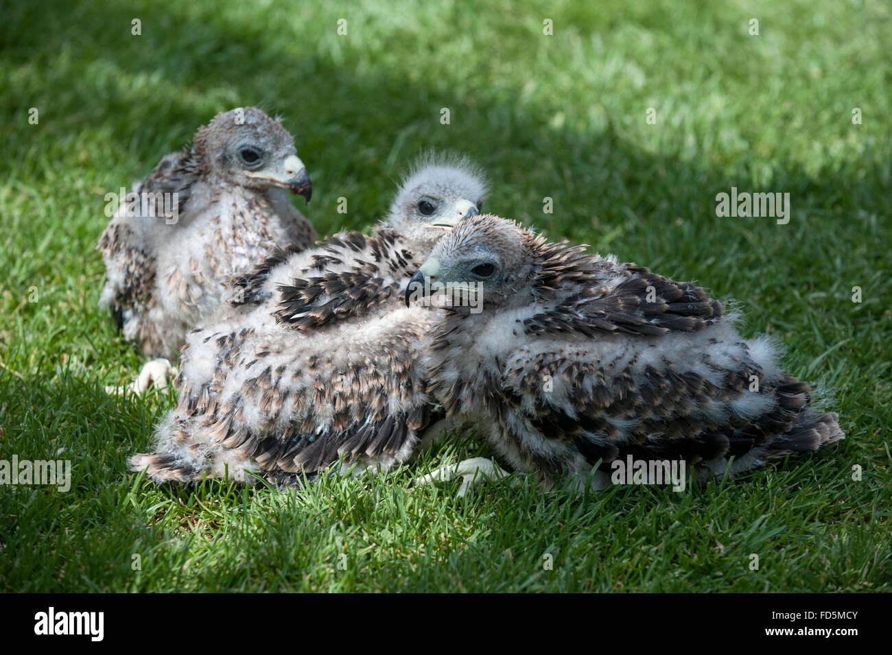 Three Red Kite (Milvus milvus) chicks, three days old Stock Photo - Alamy