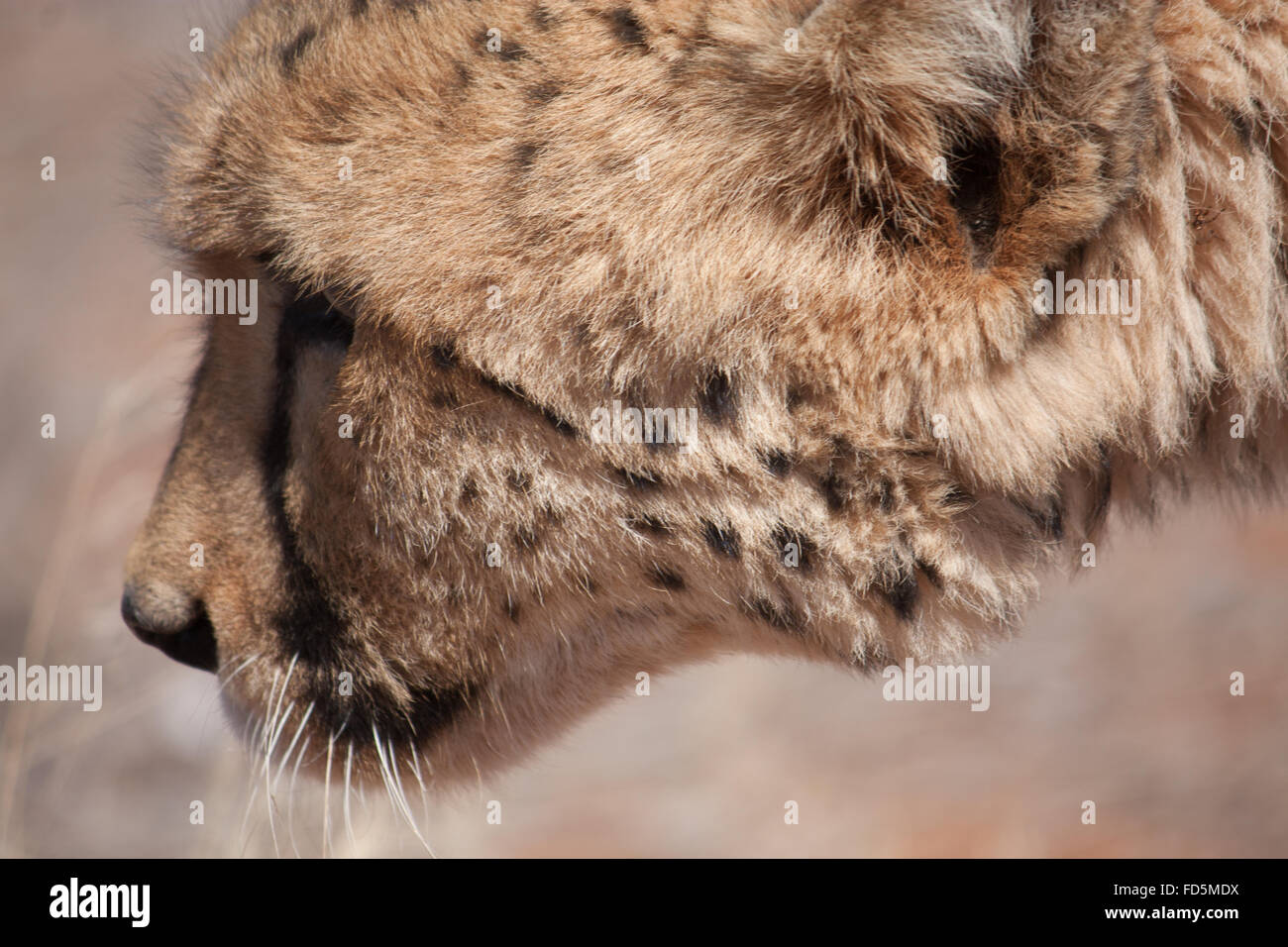 Face of cheetah hi-res stock photography and images - Alamy
