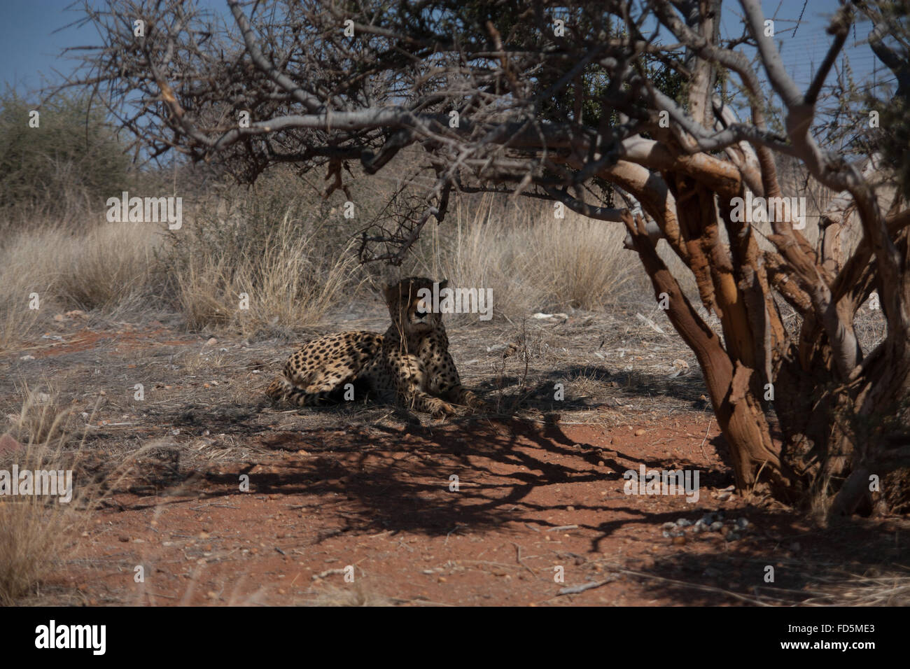 Cheetah Under A Tree Stock Photos & Cheetah Under A Tree Stock Images ...