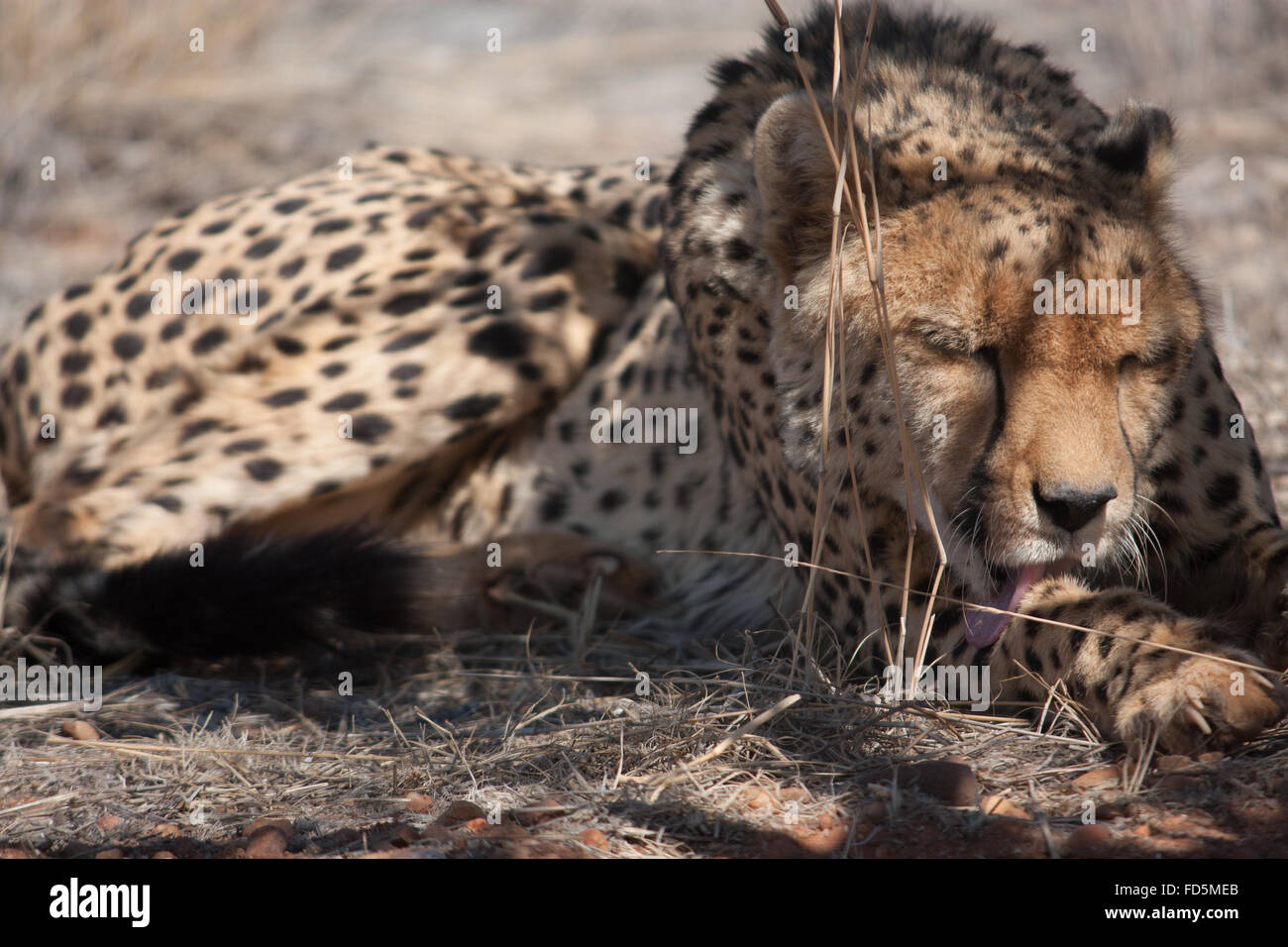 Paw of cheetah hi-res stock photography and images - Alamy