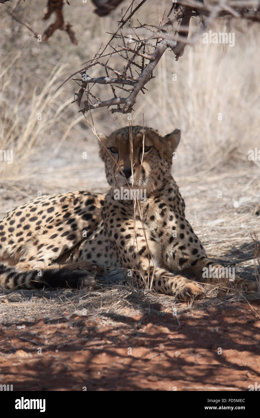 Portrait Of Cheetah Relaxing In Forest Stock Photo - Alamy